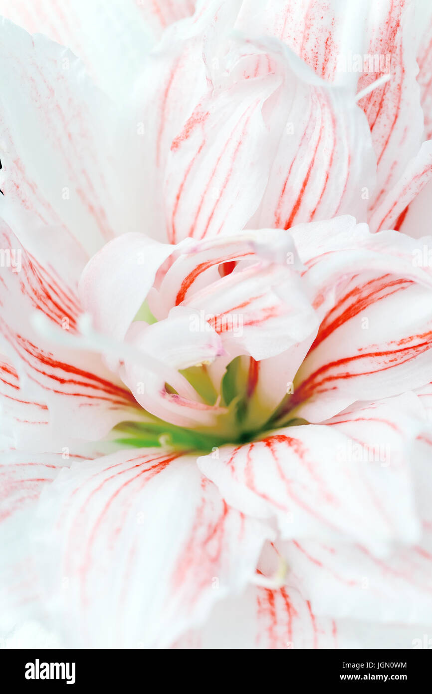 close up of Amaryllis Flower background texture Stock Photo - Alamy