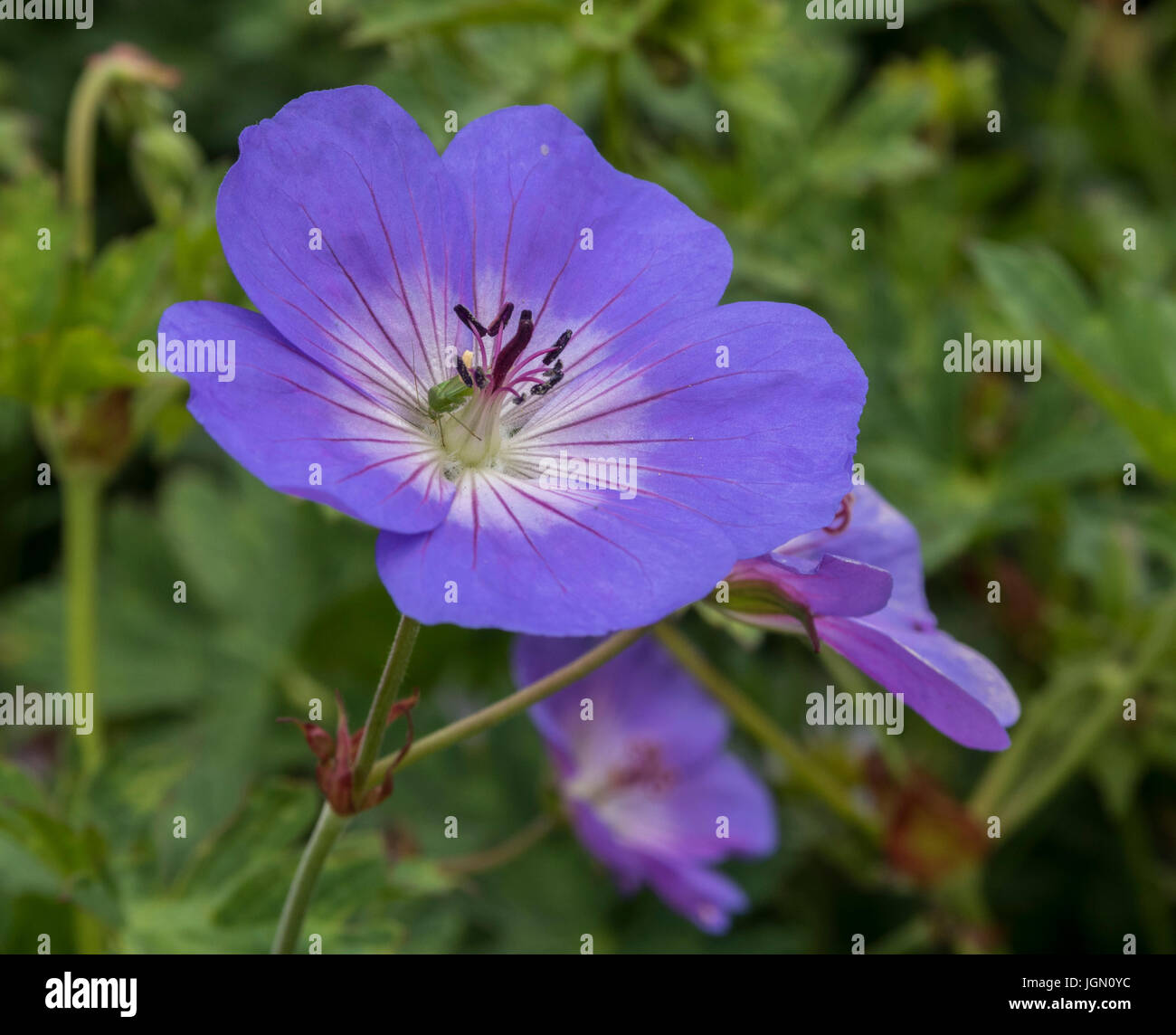 Geranium rozanne gerwat Stock Photo - Alamy