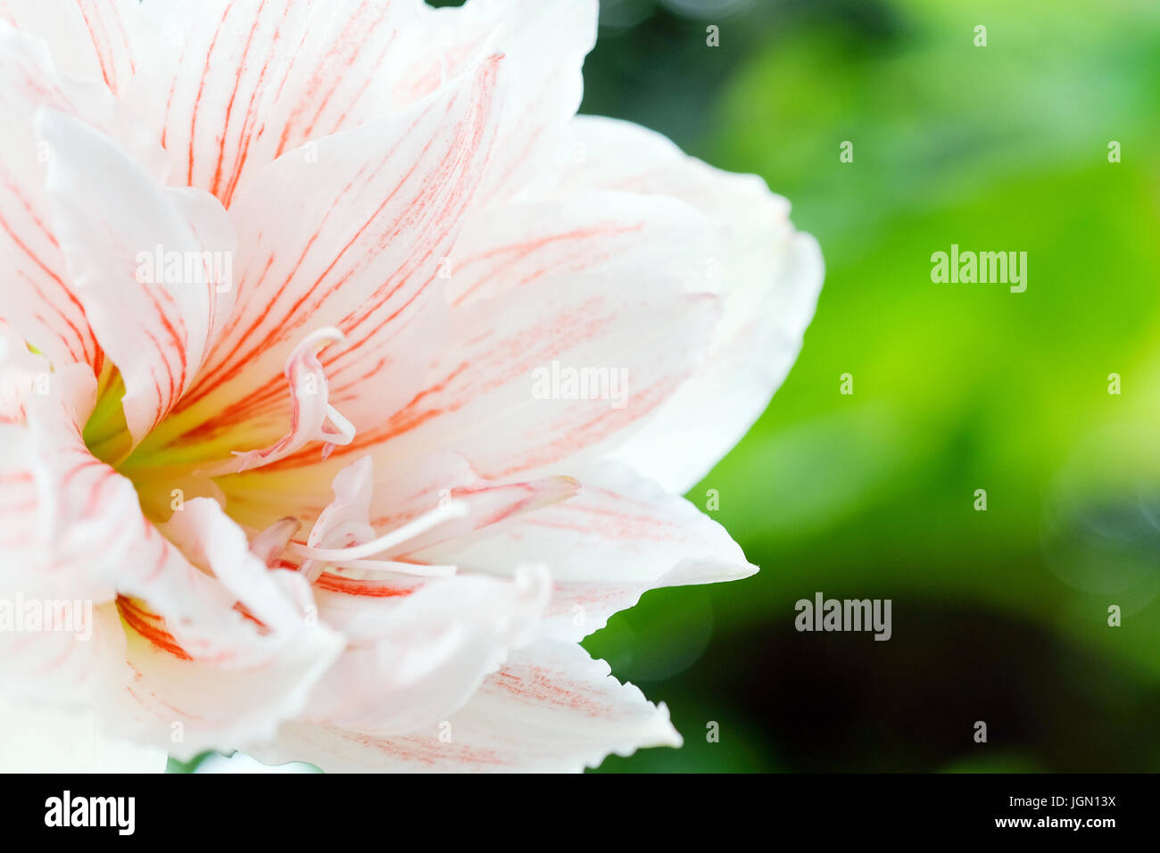 close up of Amaryllis Flower background texture Stock Photo - Alamy