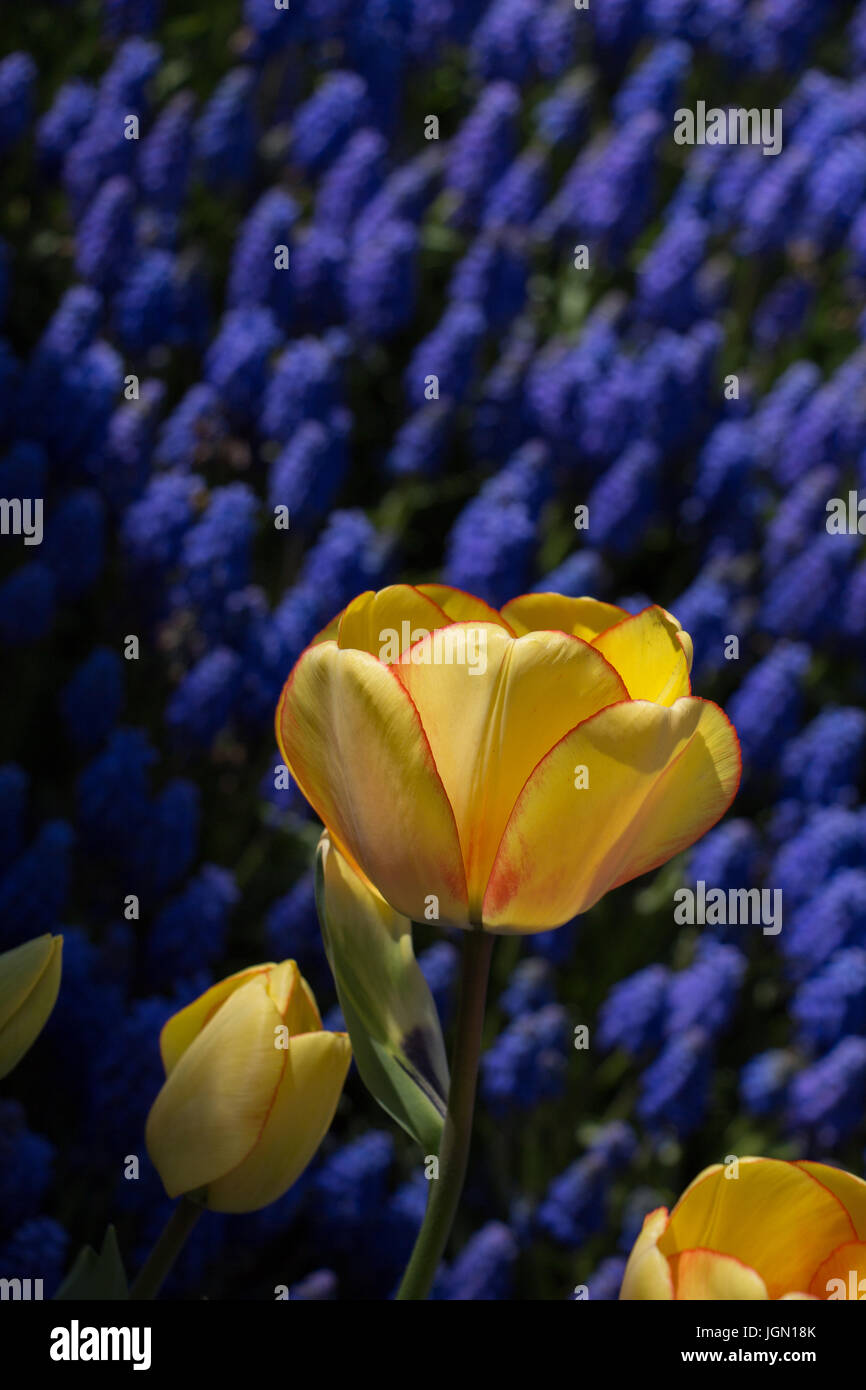 Single Tulip Flower Blooming in Spring Season Stock Photo - Alamy