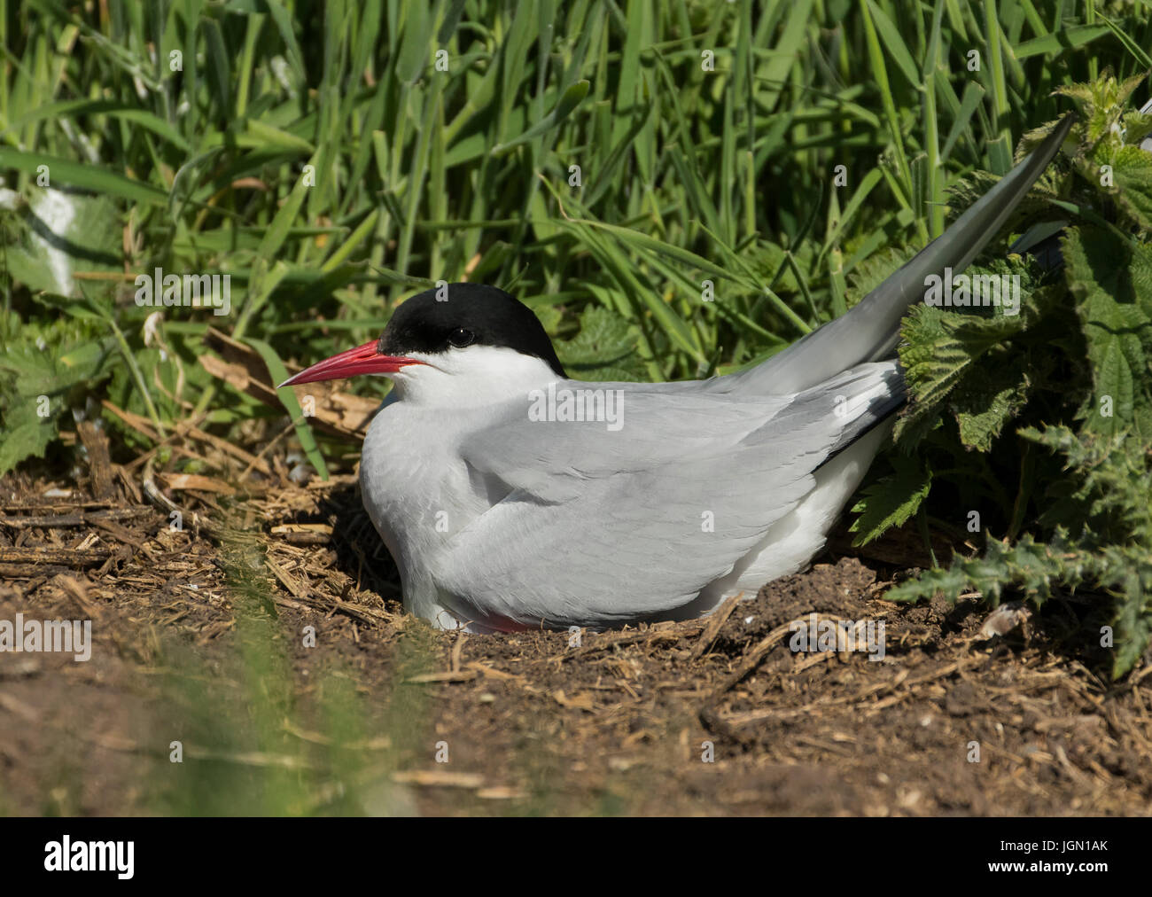 Arctic Tern on nest Stock Photo - Alamy