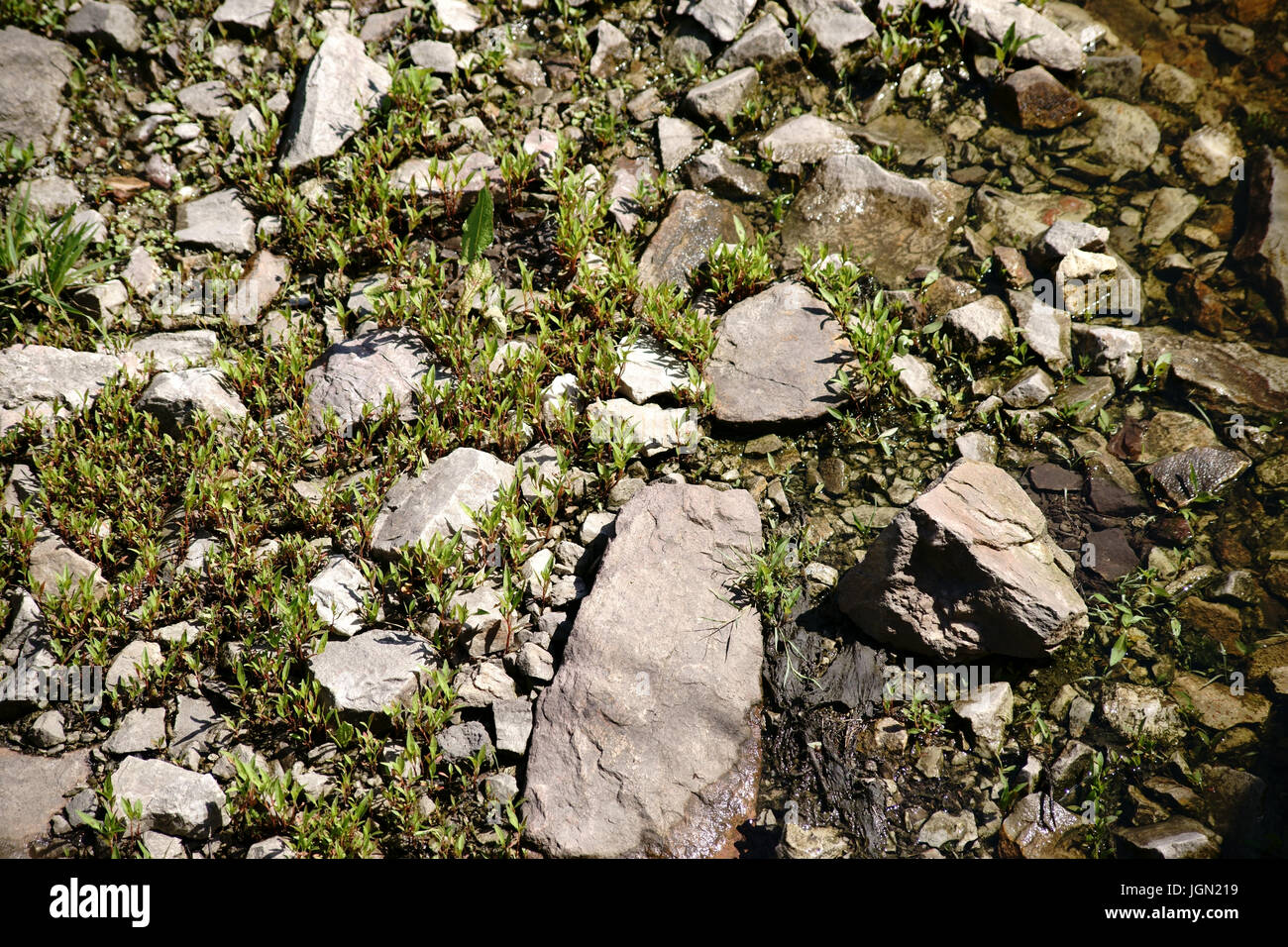 The closeup and top view of Boulders, stones and pebbles on the shore ...
