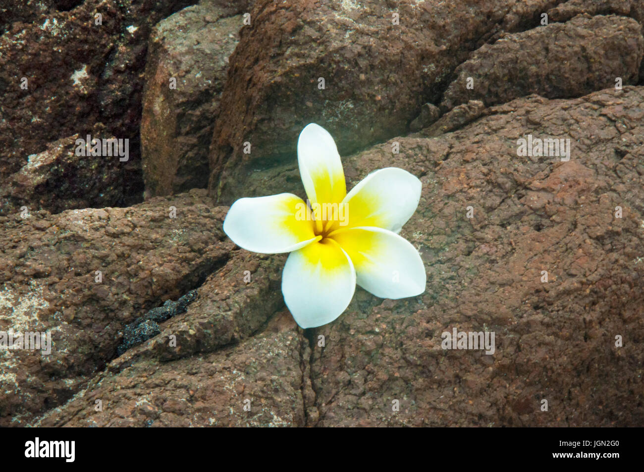 Plumeria alba. The Buddha flower is growing in Asia Stock Photo - Alamy