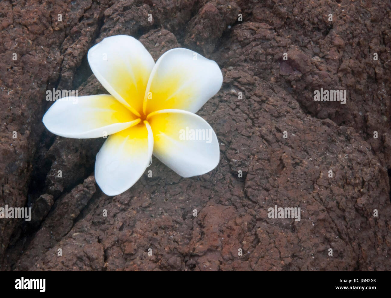 Plumeria alba. The Buddha flower is growing in Asia Stock Photo - Alamy