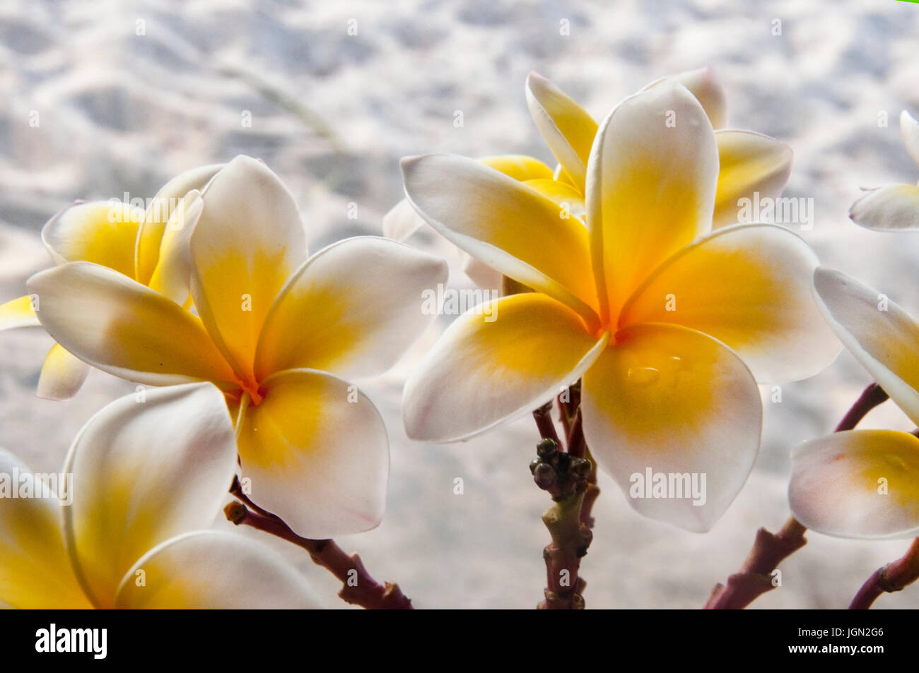 Plumeria alba. The Buddha flower is growing in Asia Stock Photo - Alamy