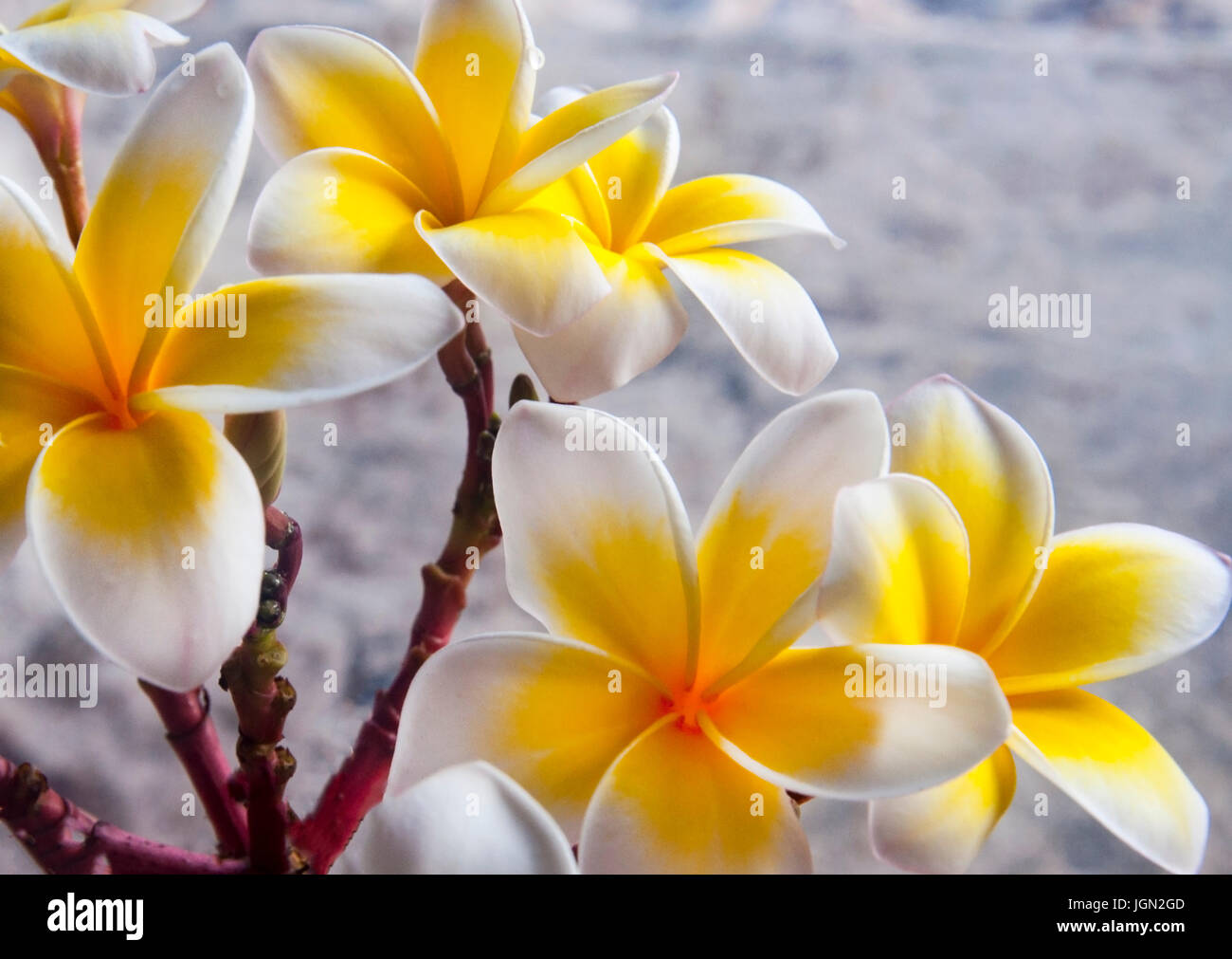 Plumeria alba. The Buddha flower is growing in Asia Stock Photo - Alamy