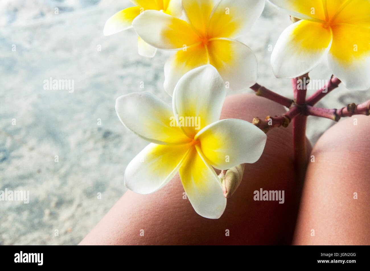 Plumeria alba. The Buddha flower is growing in Asia Stock Photo - Alamy