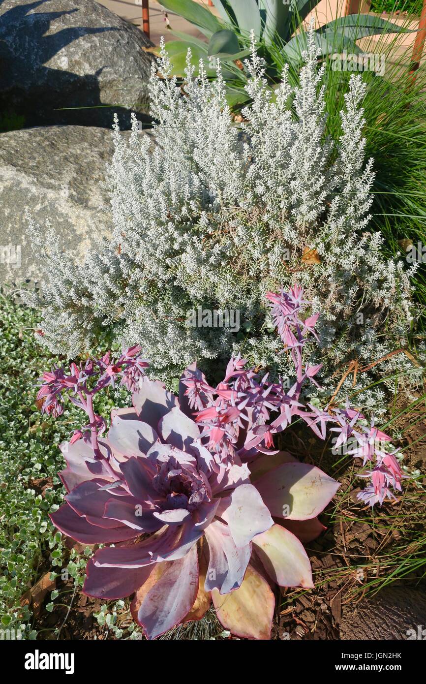 Desert landscaping hi-res stock photography and images - Alamy