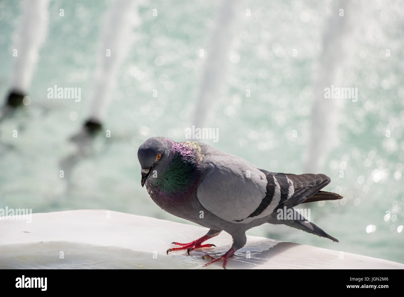 City pigeon by the side of water at a fountain Stock Photo - Alamy