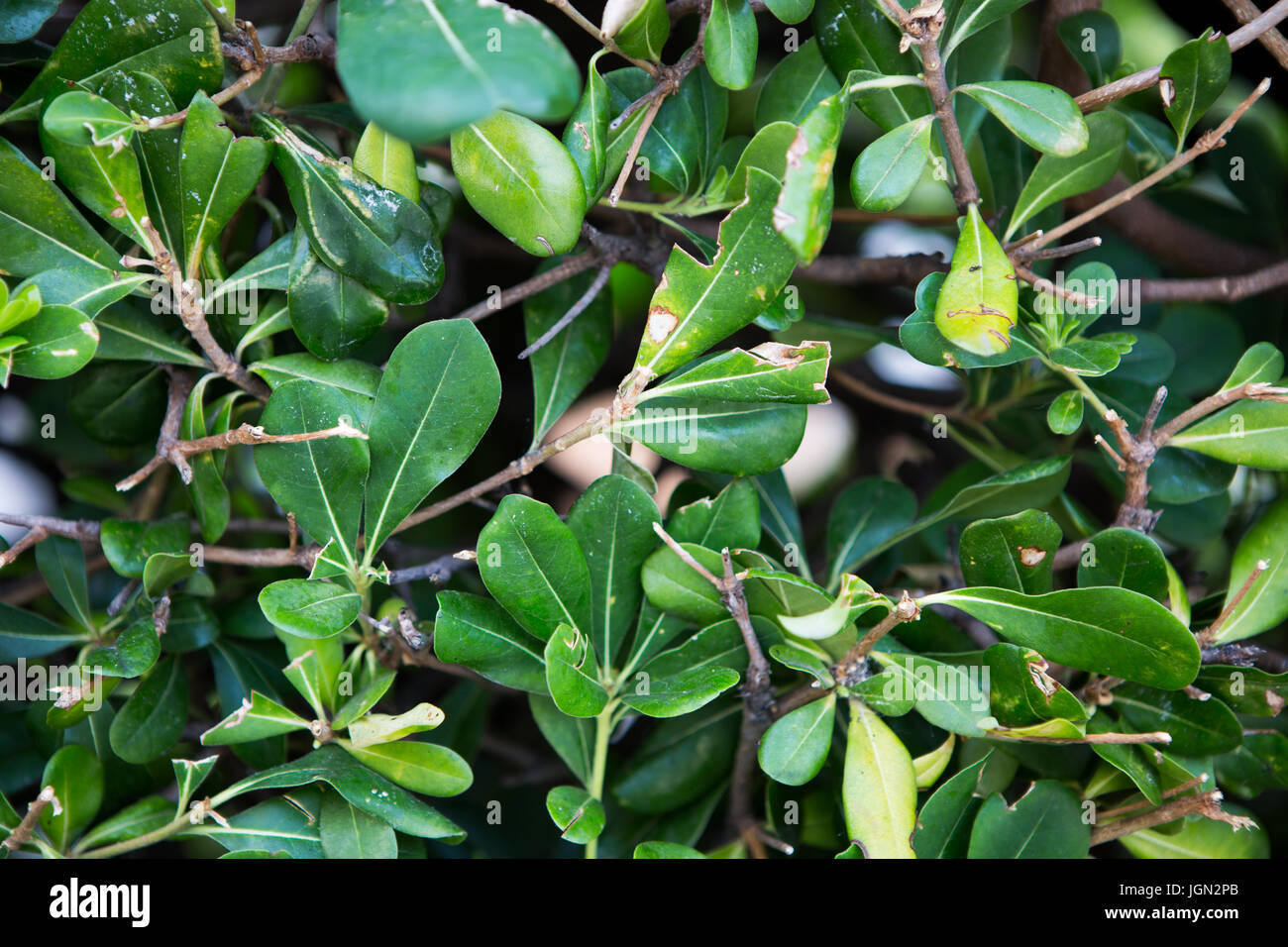 MAKARSKA,CROTIA - 16 JUNE,2017: Beautiful natural green fencing in the ...
