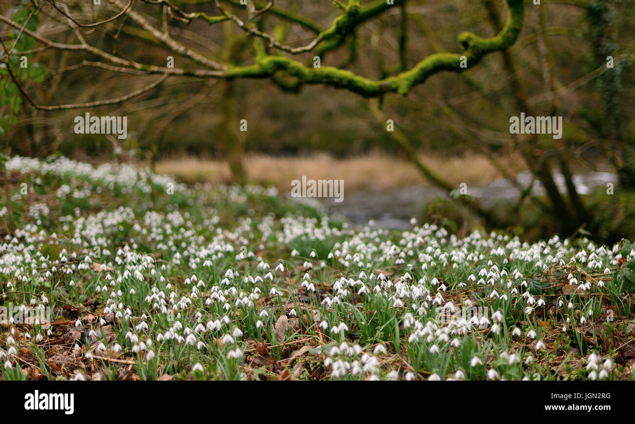 Snowdrops along the riverbank Stock Photo - Alamy