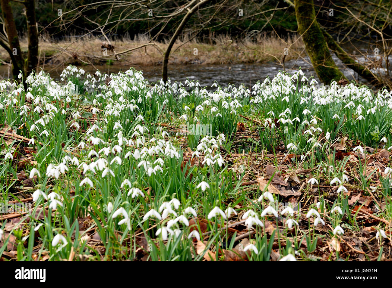 Snowdrop ground cover hi-res stock photography and images - Alamy
