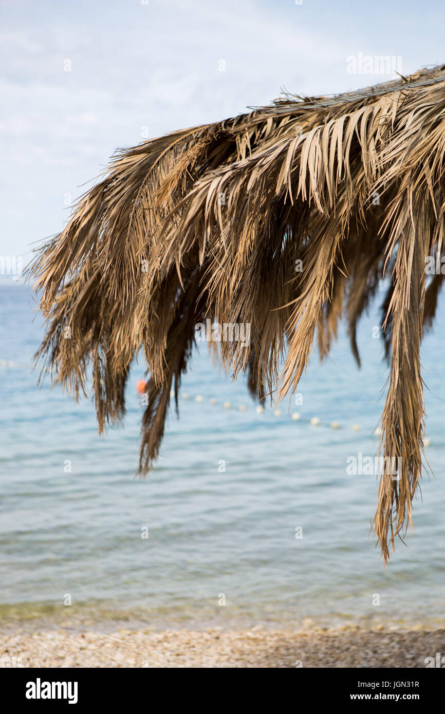 Branch of palm tree on the beach with beautiful blue water on ...