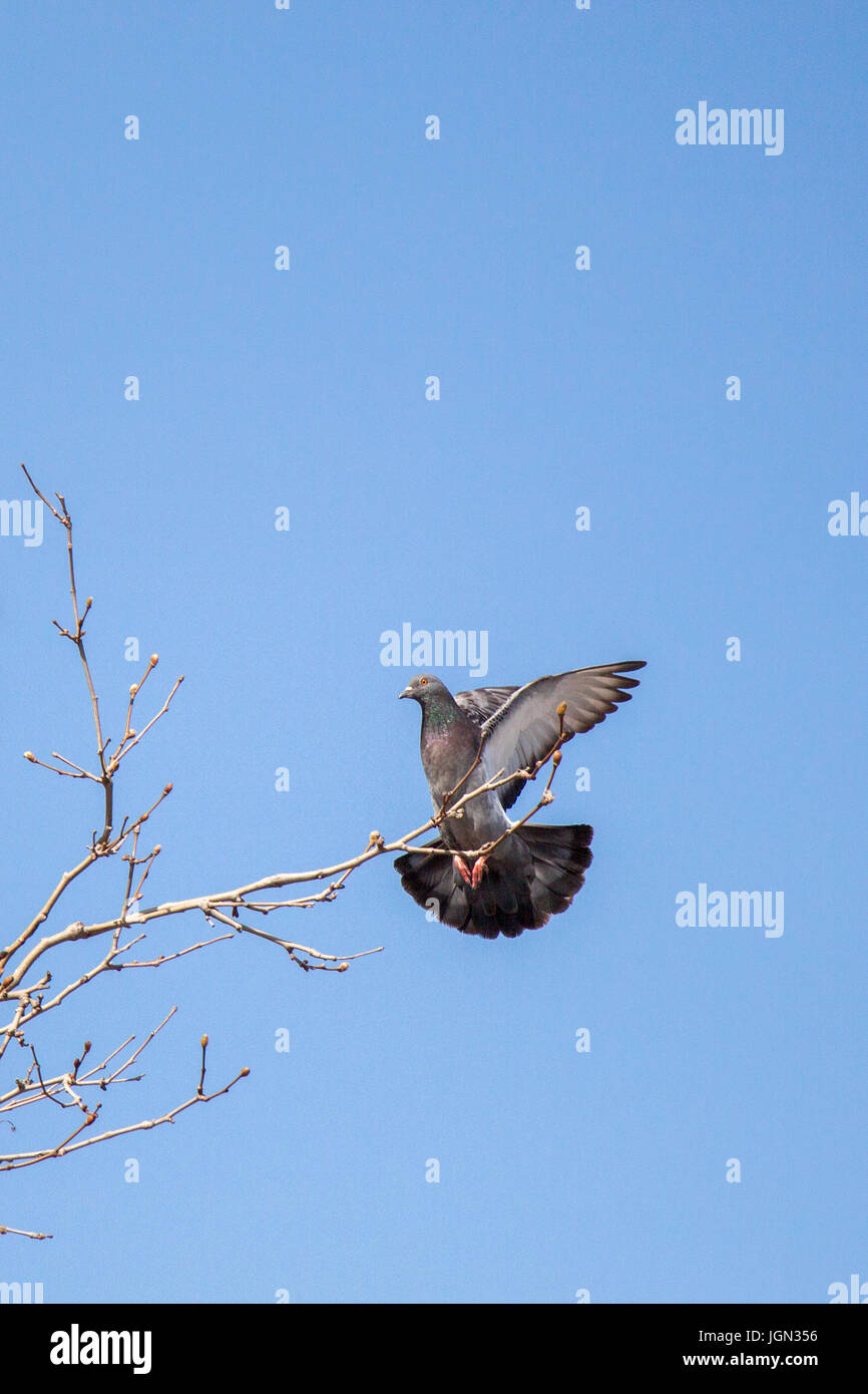 Single pigeon in the air with wings wide open Stock Photo - Alamy