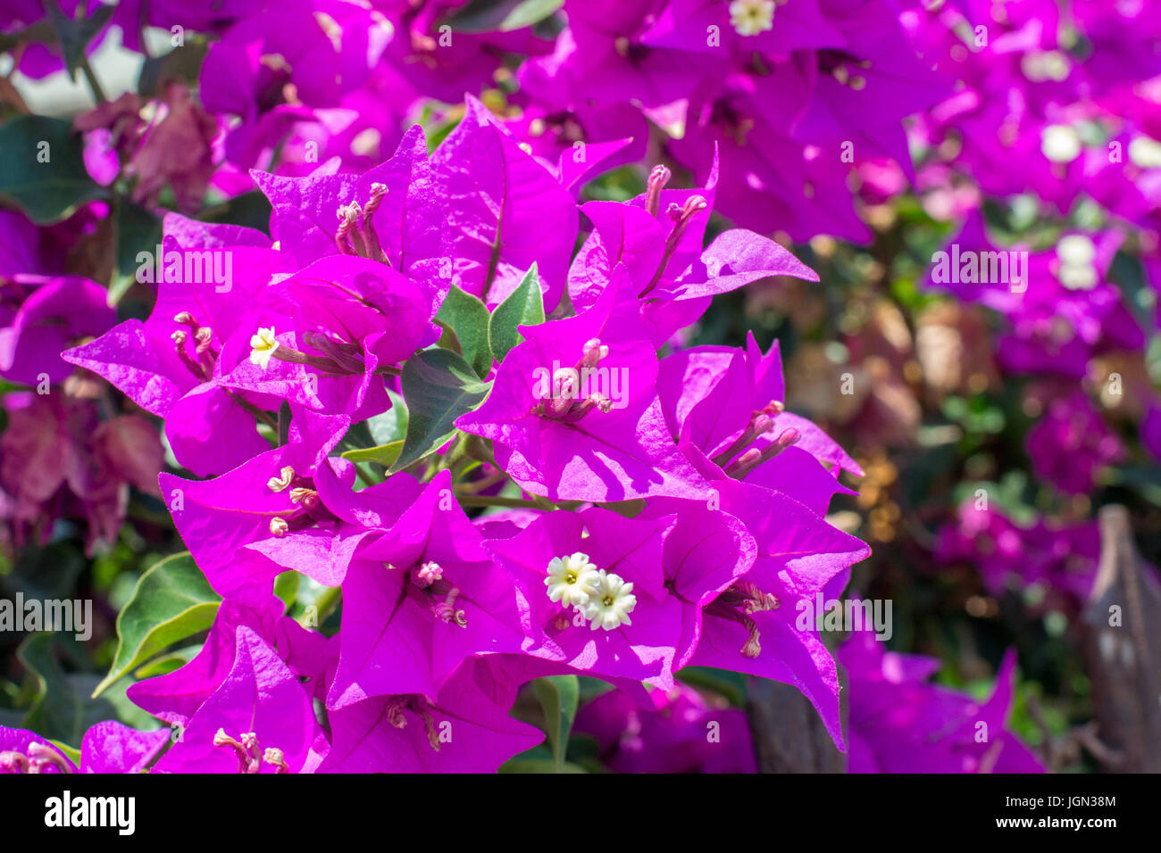 Multiple flowers hi-res stock photography and images - Alamy