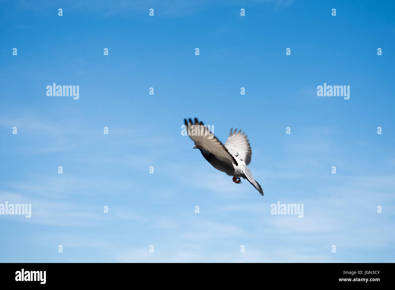 Single pigeon in the air with wings wide open Stock Photo - Alamy