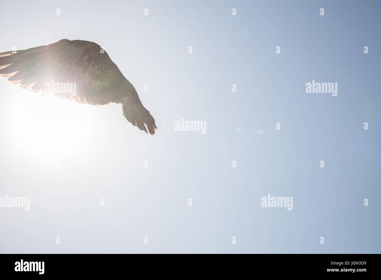 Single pigeon in the air with wings wide open Stock Photo - Alamy