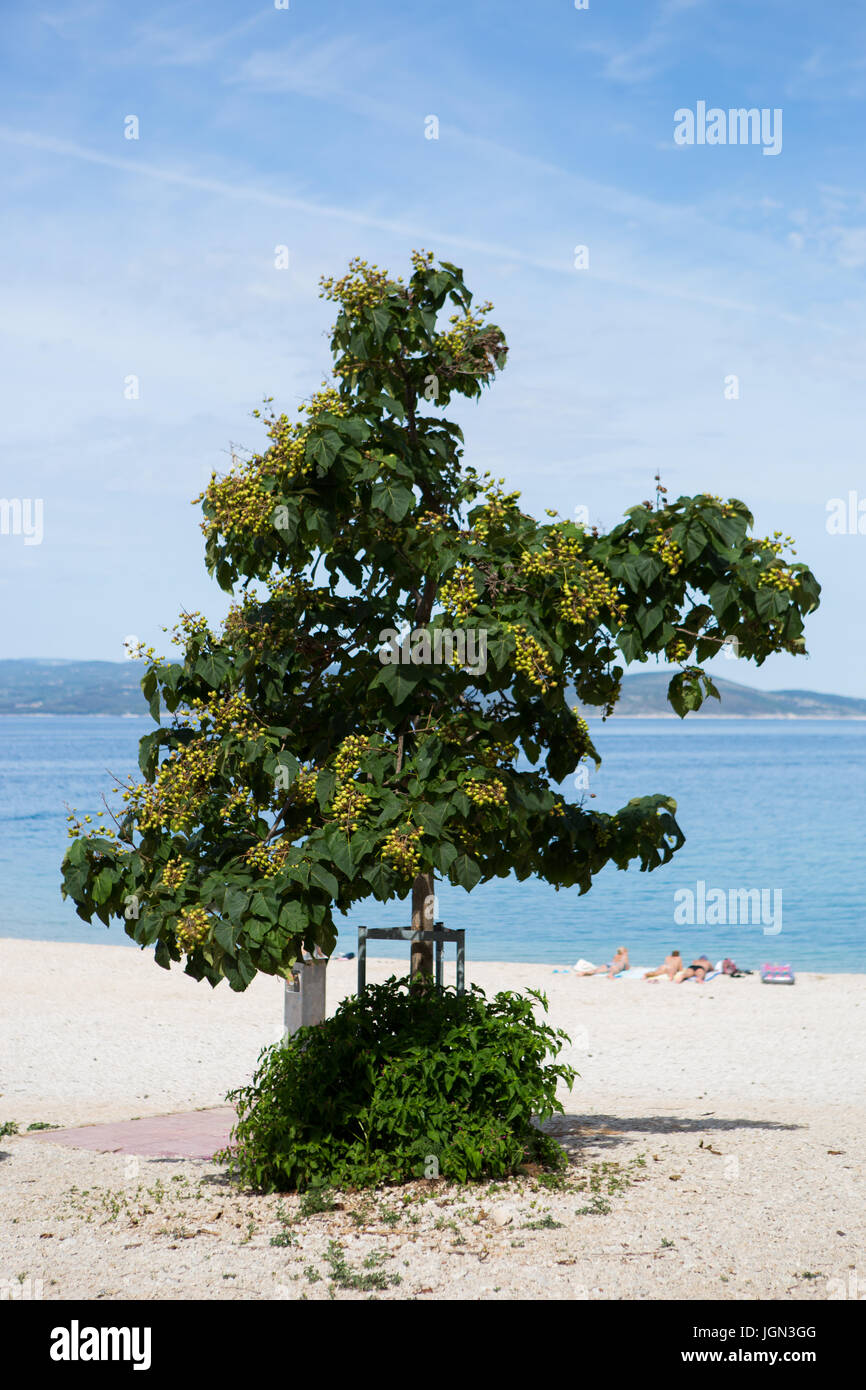 MAKARSKA,CROTIA - 16 JUNE,2017: Blooming green tree grow on the beach ...