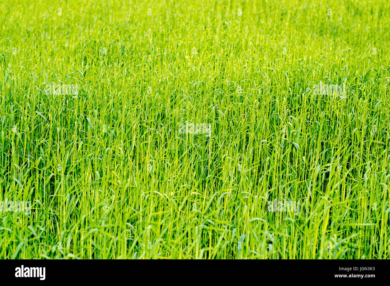 Green fields of rye Stock Photo - Alamy