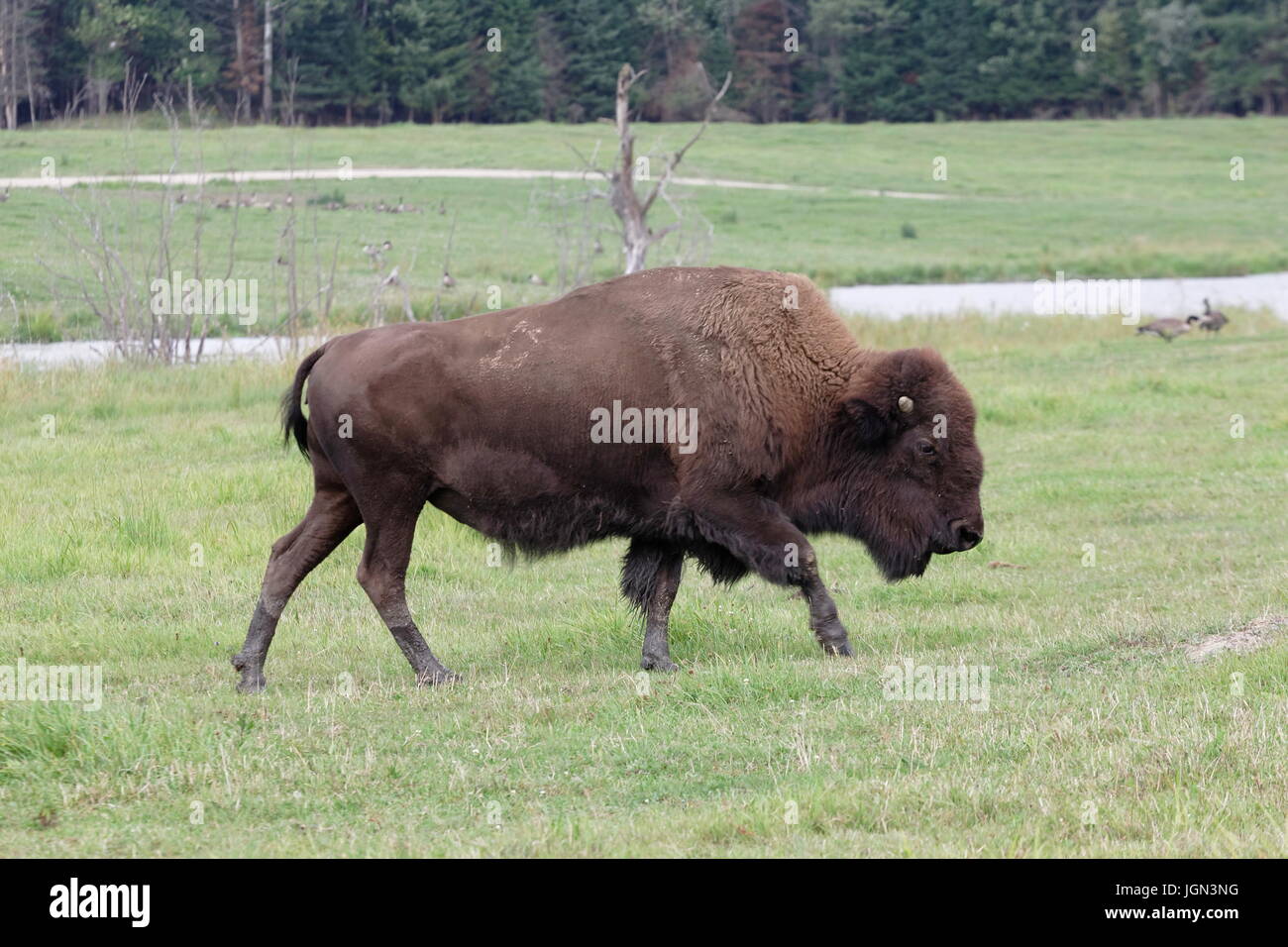 Mature male buffalo hi-res stock photography and images - Alamy