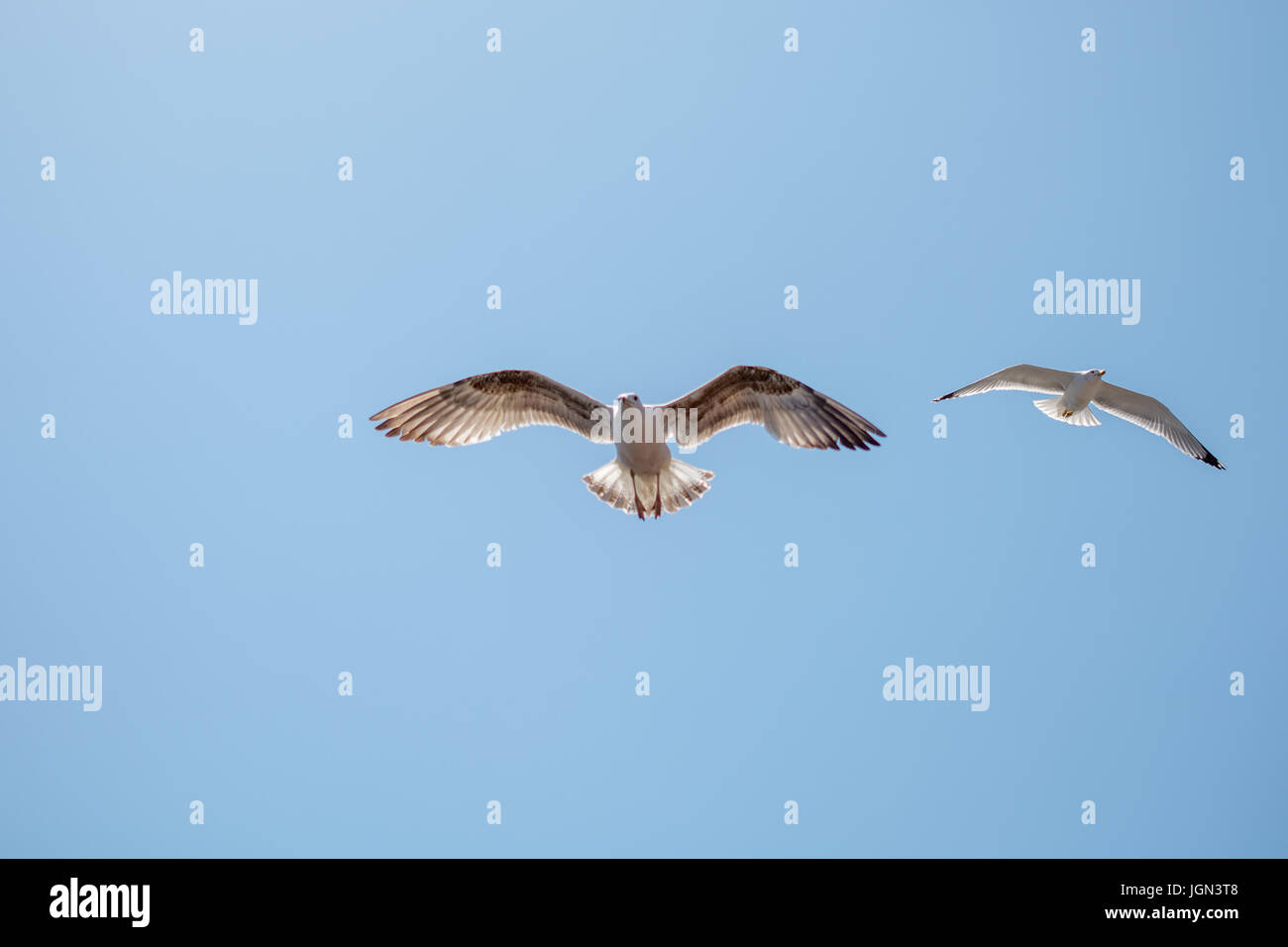 Two seagulls flying in a sky as a background Stock Photo - Alamy
