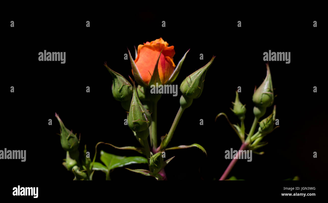 Beautiful colorful Rose Flower on garden background Stock Photo - Alamy