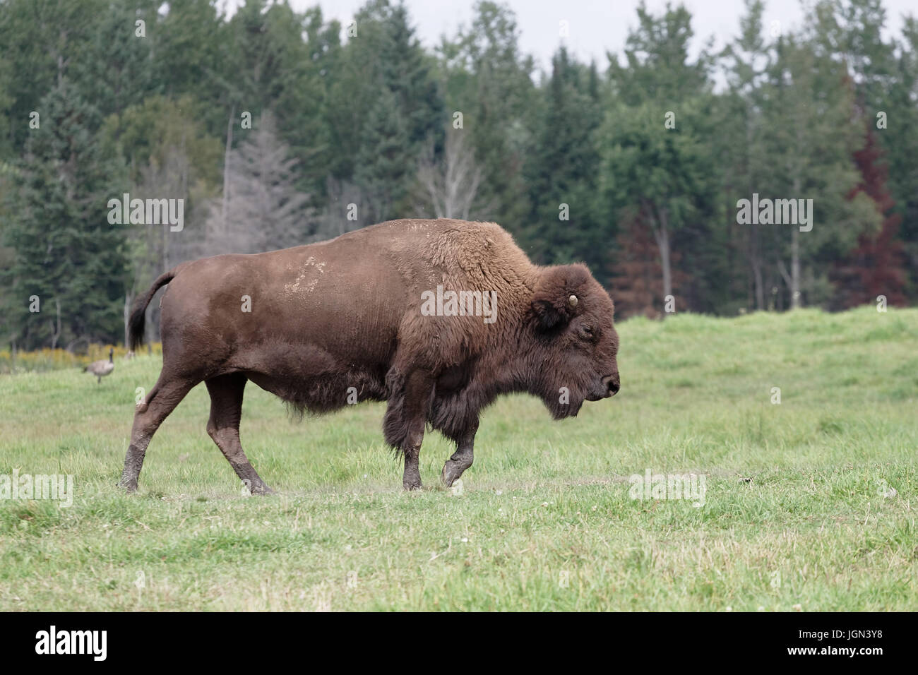 Mature male buffalo hi-res stock photography and images - Alamy
