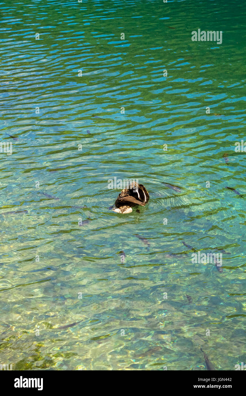 Duck and fish in clear water Stock Photo - Alamy