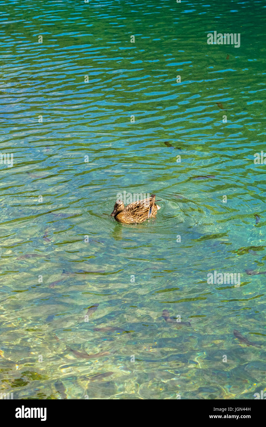 Duck and fish in clear water Stock Photo - Alamy