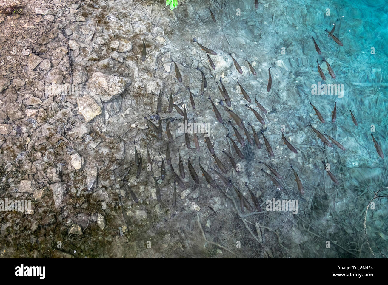 Fish in clear lake in Plitvice Stock Photo - Alamy