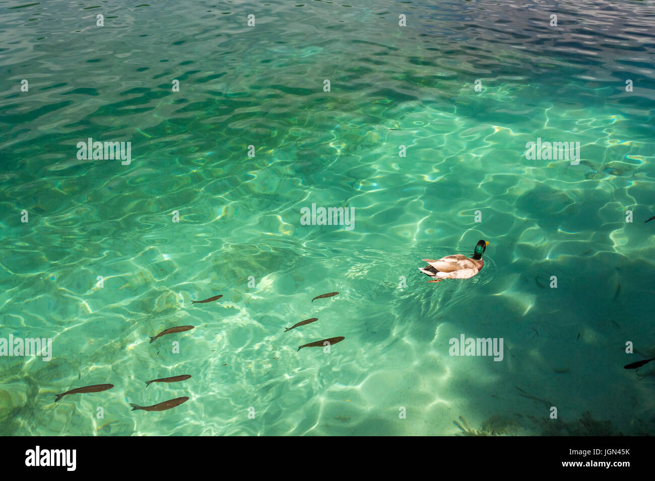 Duck and fish in clear water Stock Photo - Alamy