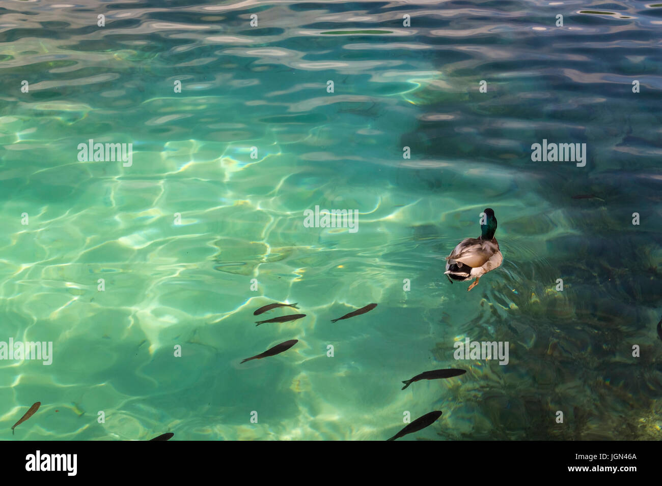 Duck and fish in clear water Stock Photo - Alamy