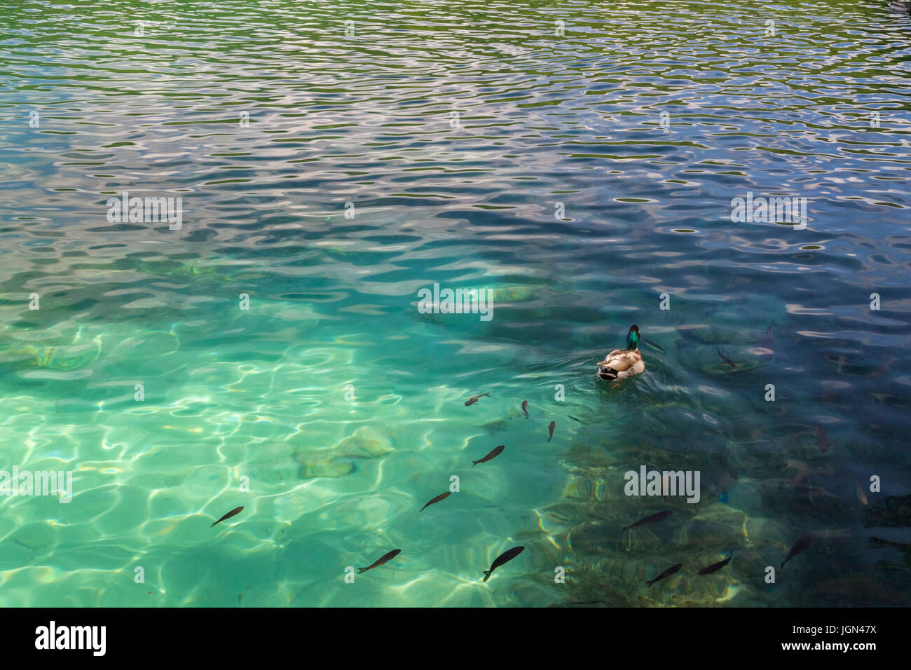 Duck and fish in clear water Stock Photo - Alamy