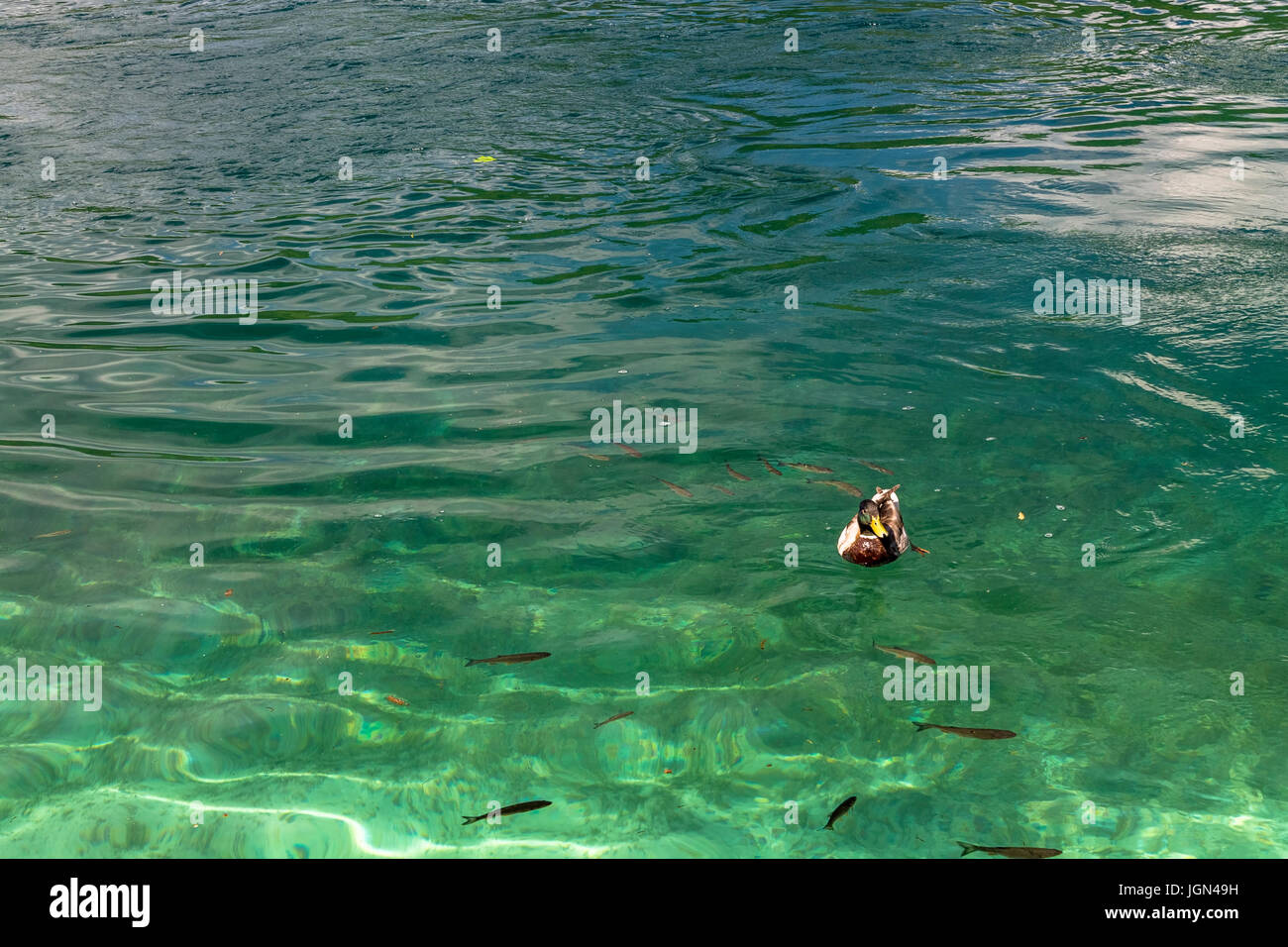 Duck and fish in clear water Stock Photo - Alamy