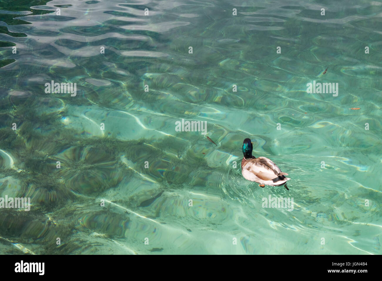Duck and fish in clear water Stock Photo - Alamy
