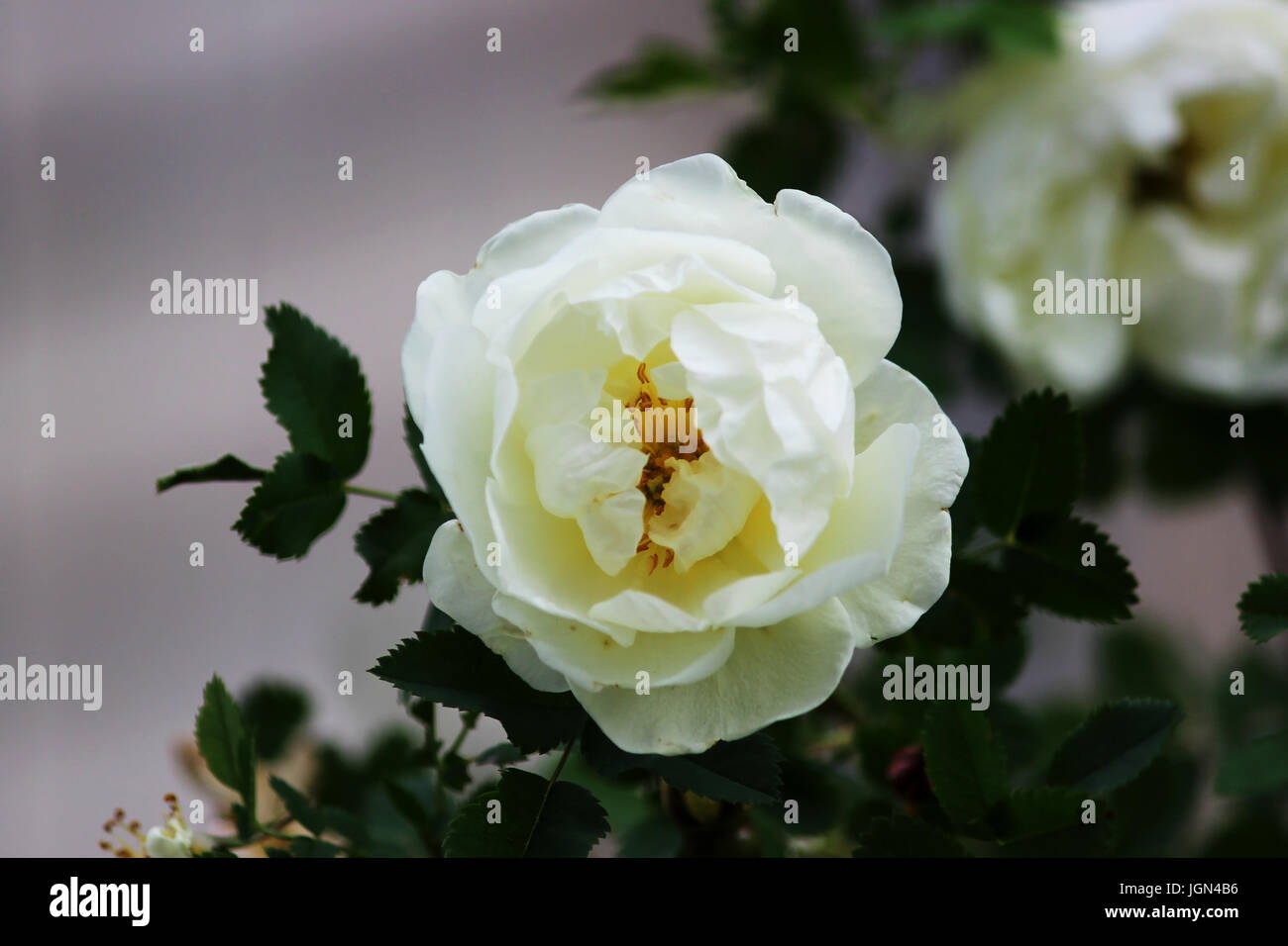 Flowers of a tea rose blossomed on a bush in the garden near the house ...