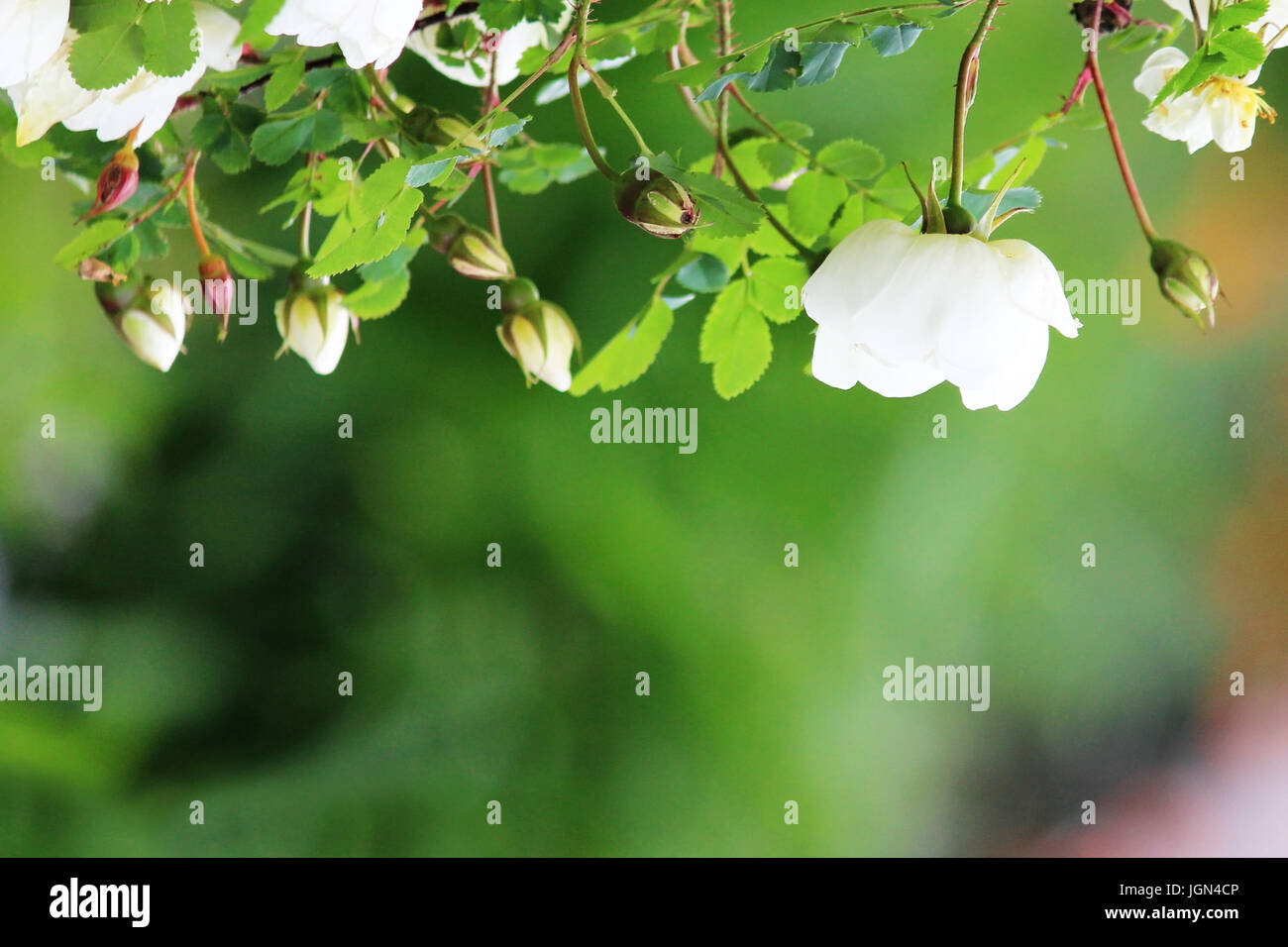 Flowers of a tea rose blossomed on a bush in the garden near the house ...