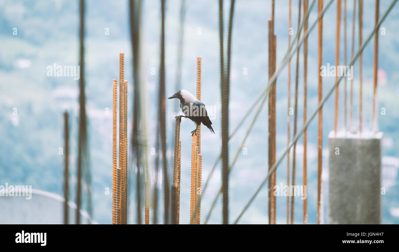 Crow flying camera hi-res stock photography and images - Alamy