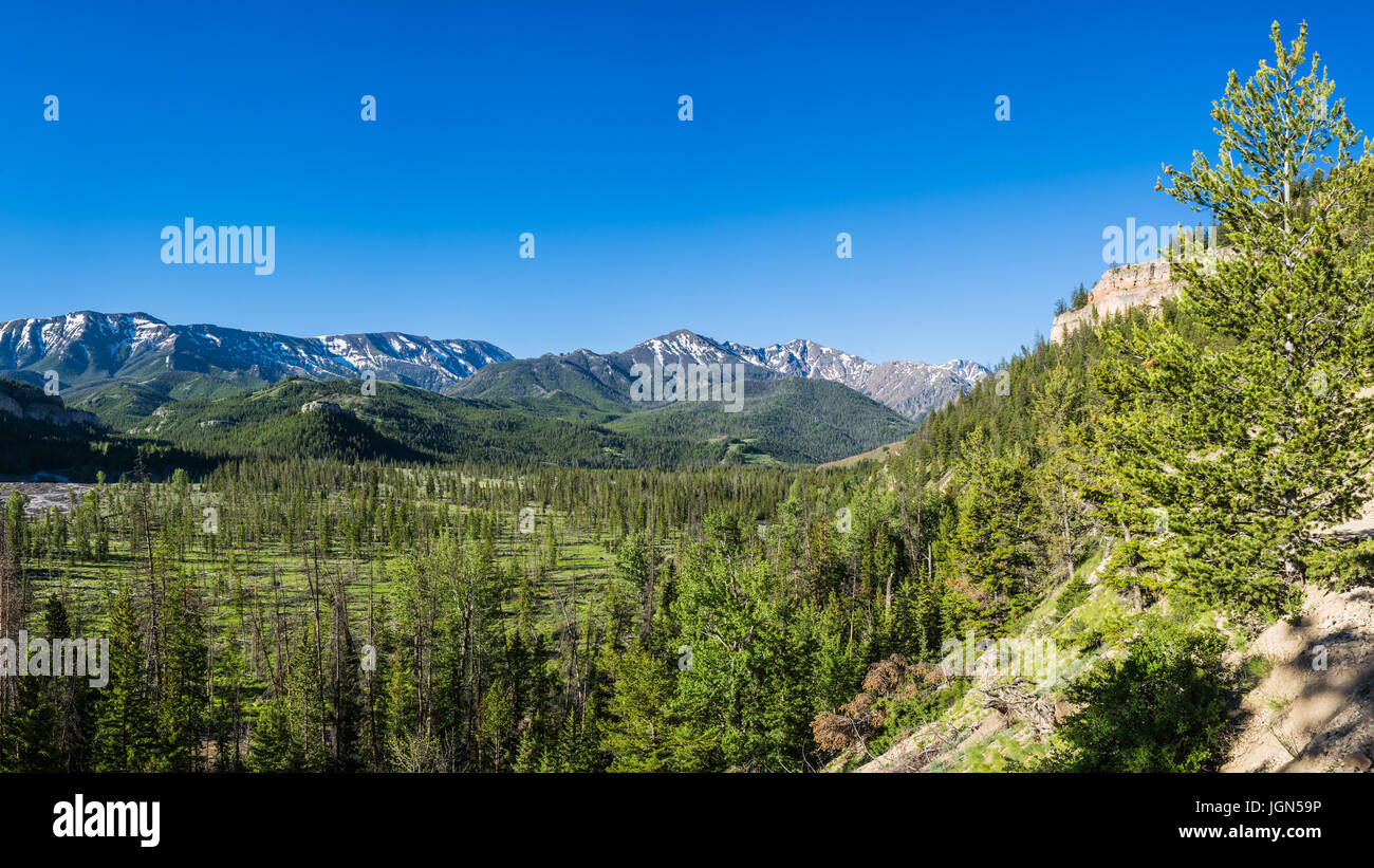 Valley filled with pine trees in the Rocky Mountains Stock Photo - Alamy