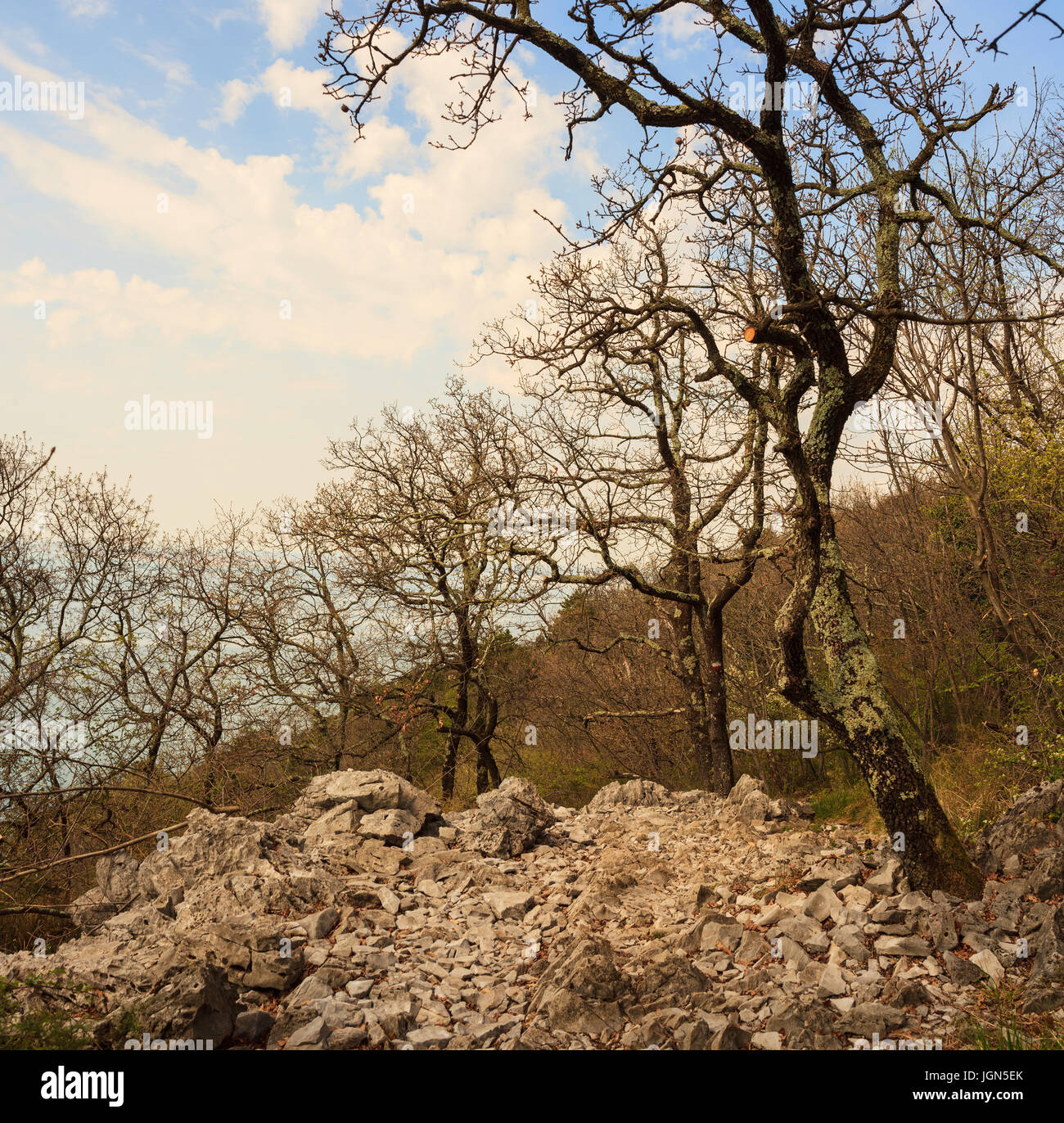View of Karst rock and trees in Santa Croce, Trieste Stock Photo - Alamy