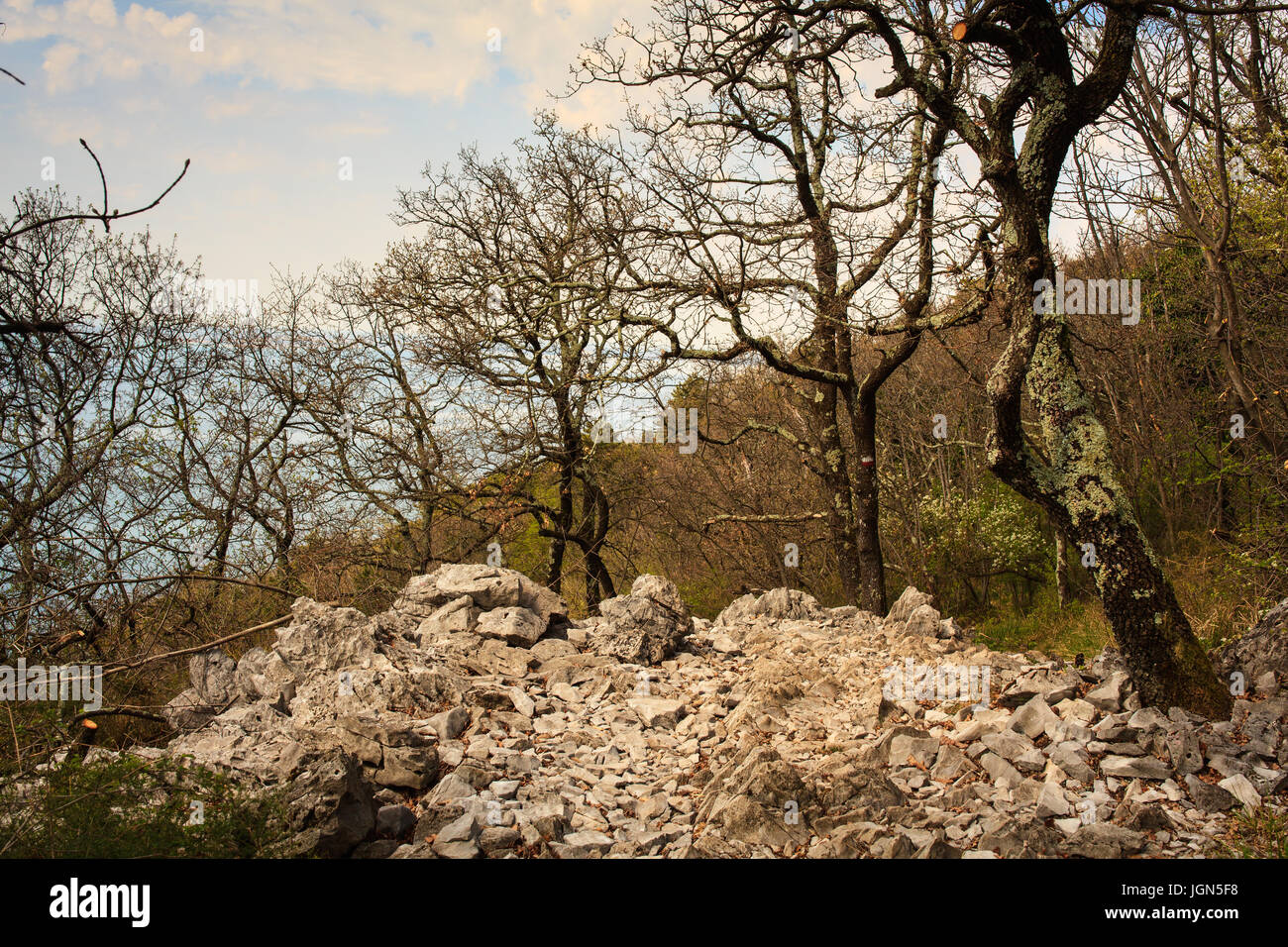 View of Karst rock and trees in Santa Croce, Trieste Stock Photo - Alamy