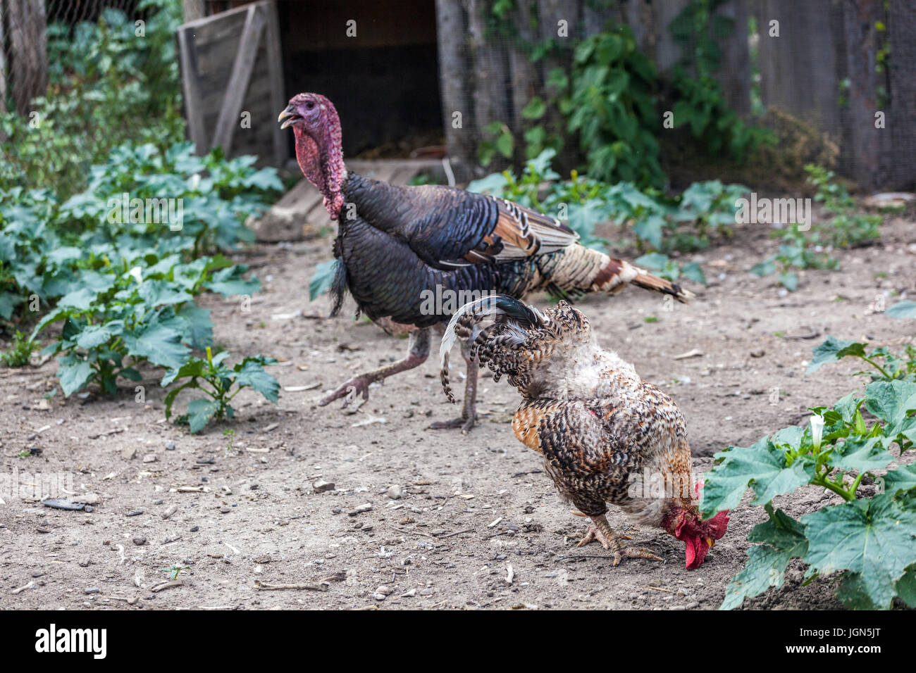 Turkey bird and rooster in the poultry yard Stock Photo - Alamy