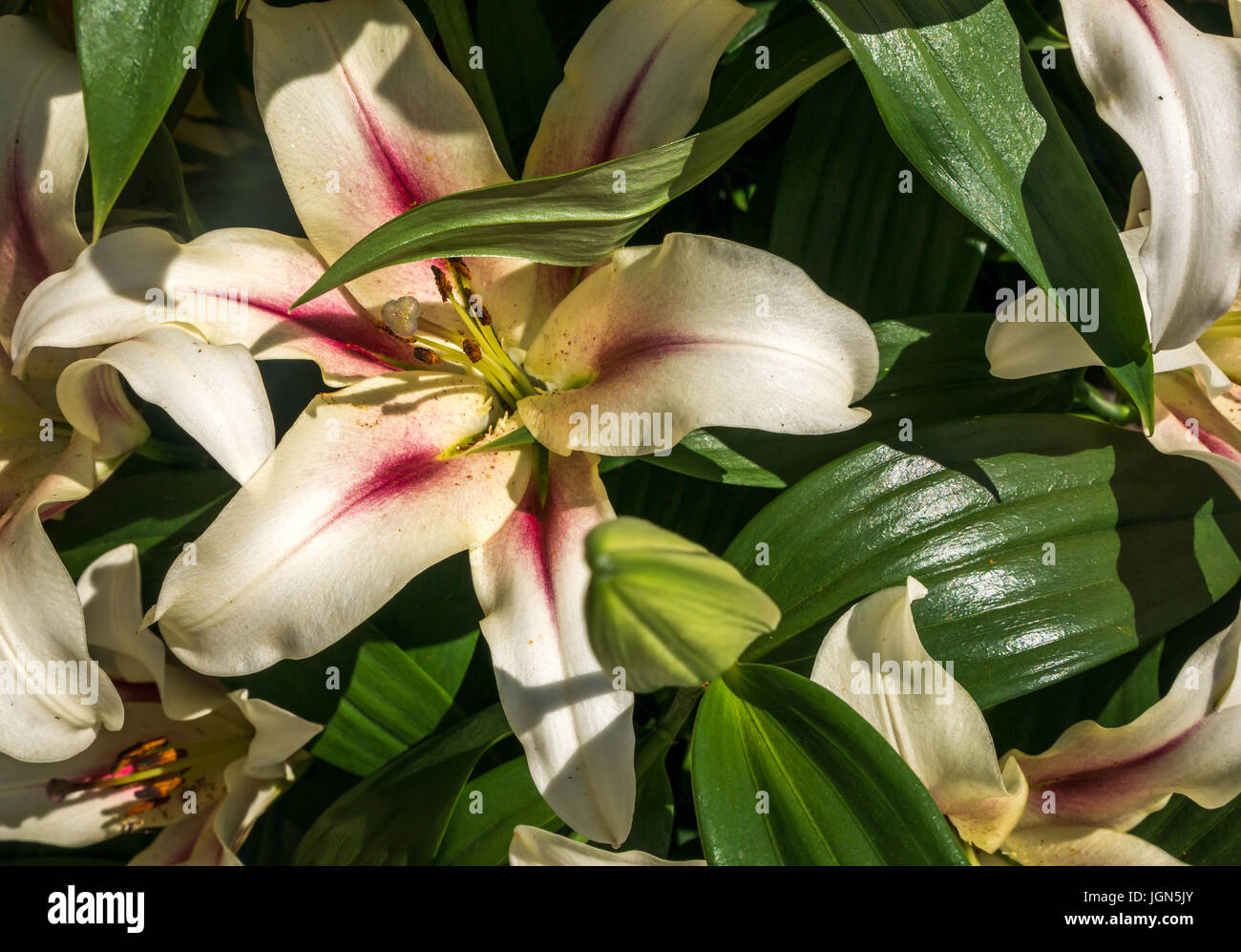Close up of oriental trumpet lily, Lilium Numph, in sunshine Stock ...