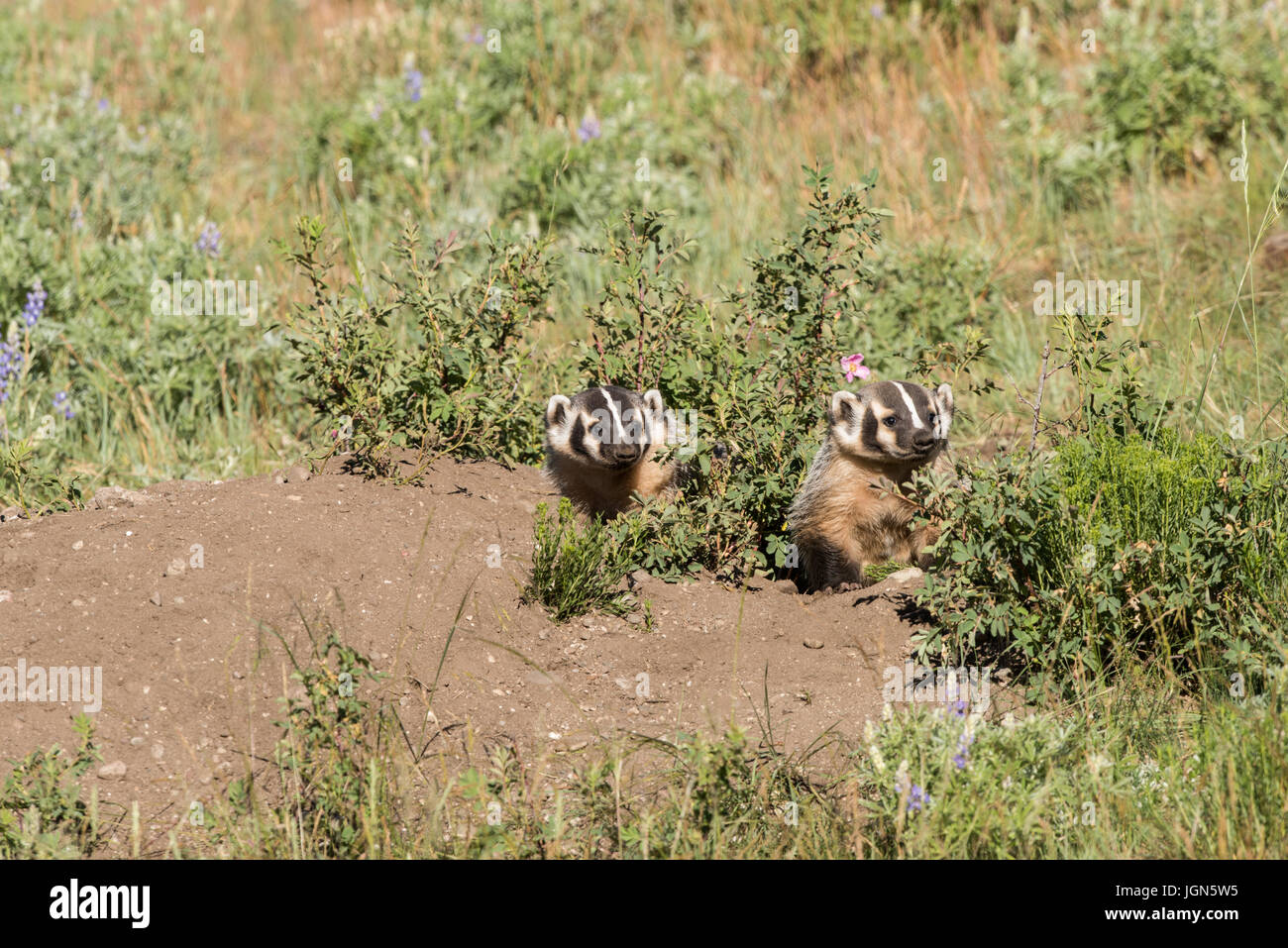 Badger mountain lion hi-res stock photography and images - Alamy