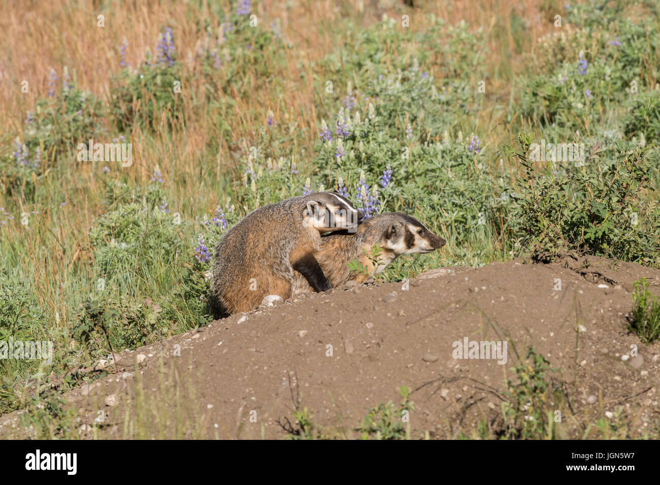 Badger sitting hi-res stock photography and images - Alamy