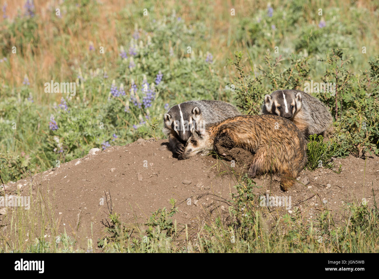 Rock badgers hi-res stock photography and images - Alamy