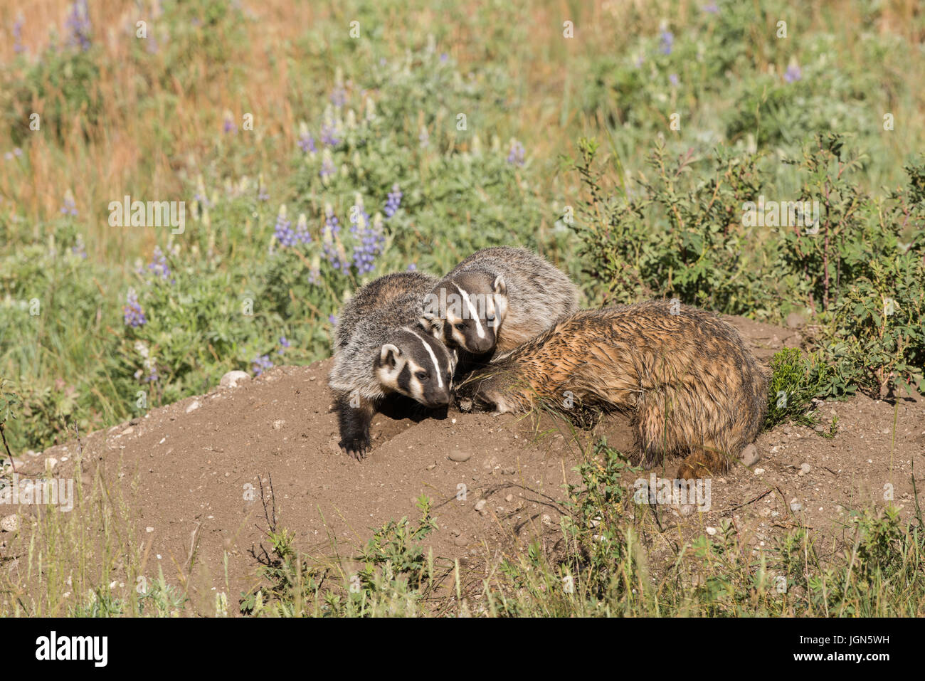 Badgers at den Stock Photo - Alamy