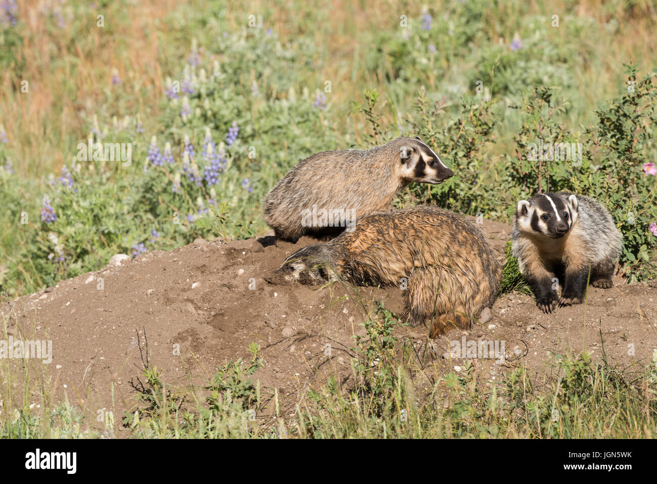 American badger kit hi-res stock photography and images - Alamy