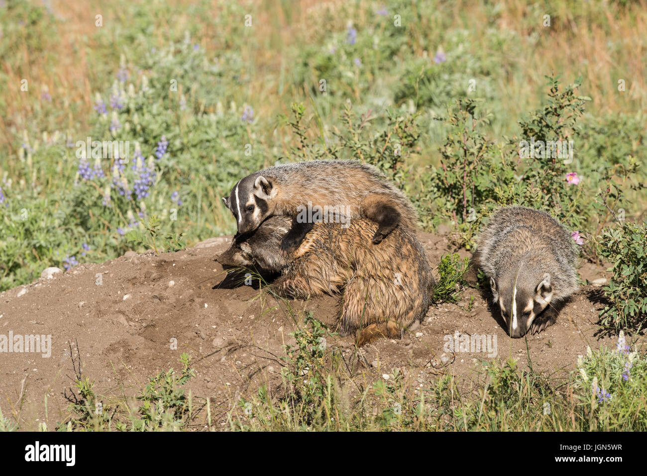 North American badger, Yellowstone National Park Stock Photo - Alamy