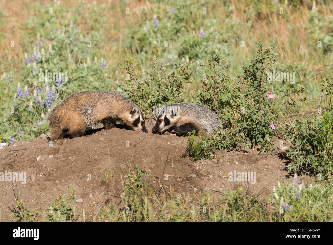 American badger kit hi-res stock photography and images - Alamy